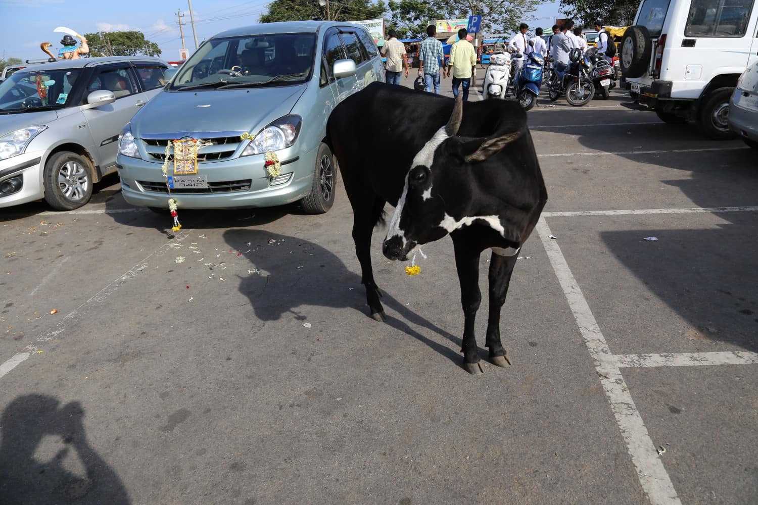 Cows and cars should not be conflated in climate change debates